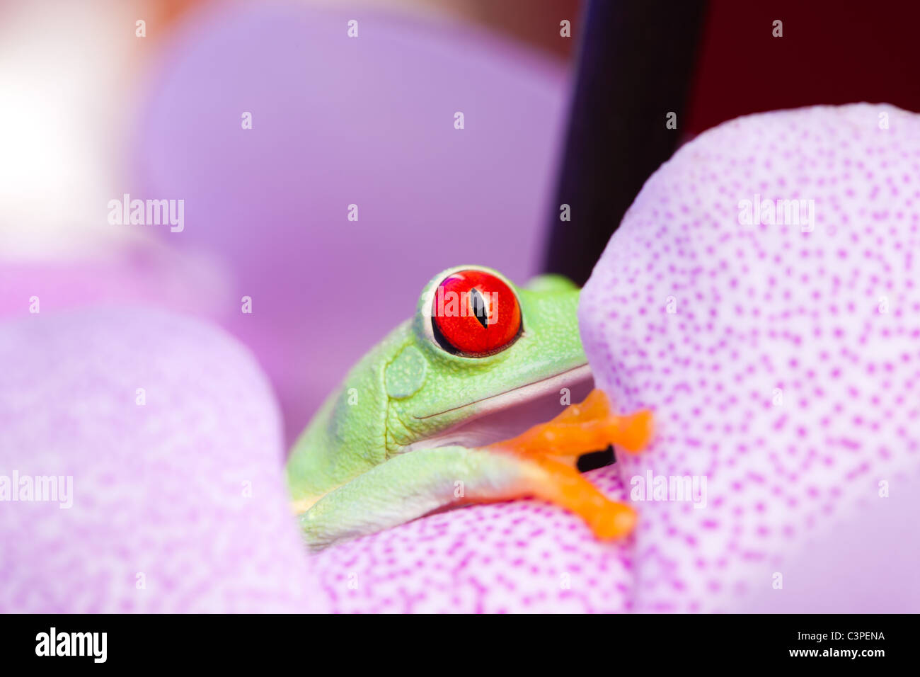 Green frog on plant. Blue background Stock Photo - Alamy