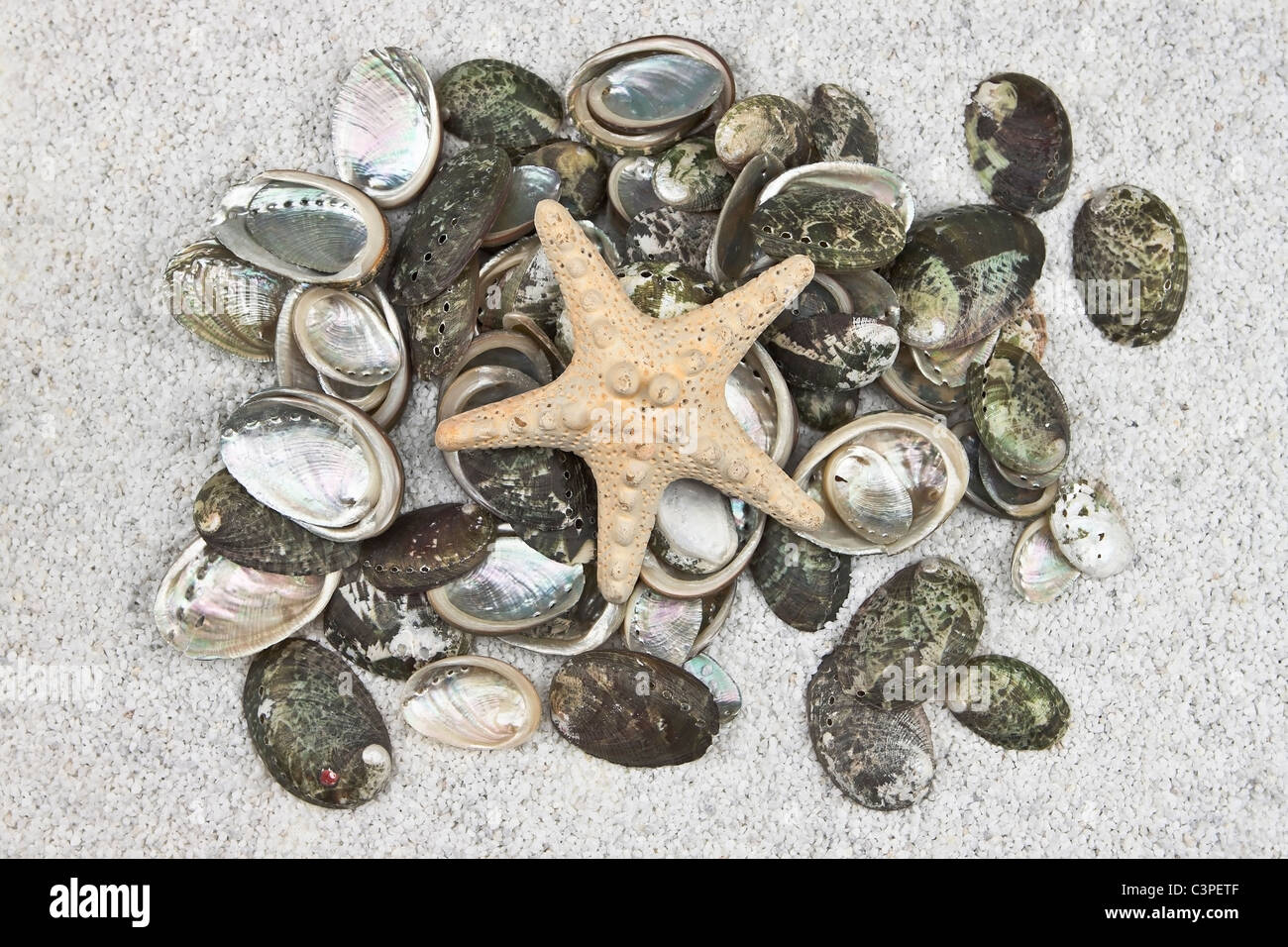 several seashells on white sand with a starfish Stock Photo - Alamy