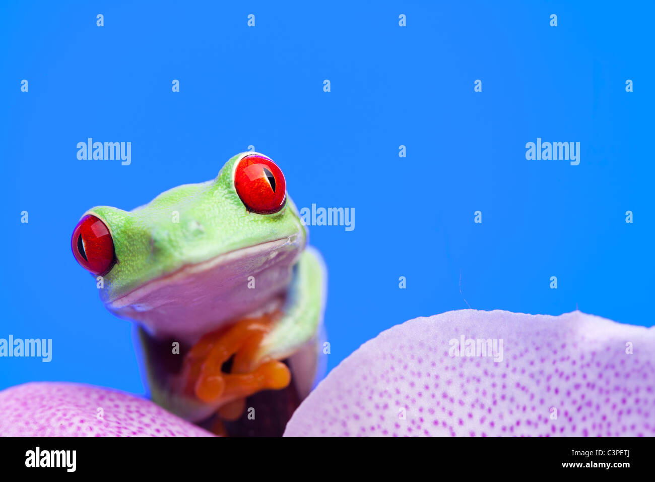 Green frog on plant. Blue background Stock Photo - Alamy