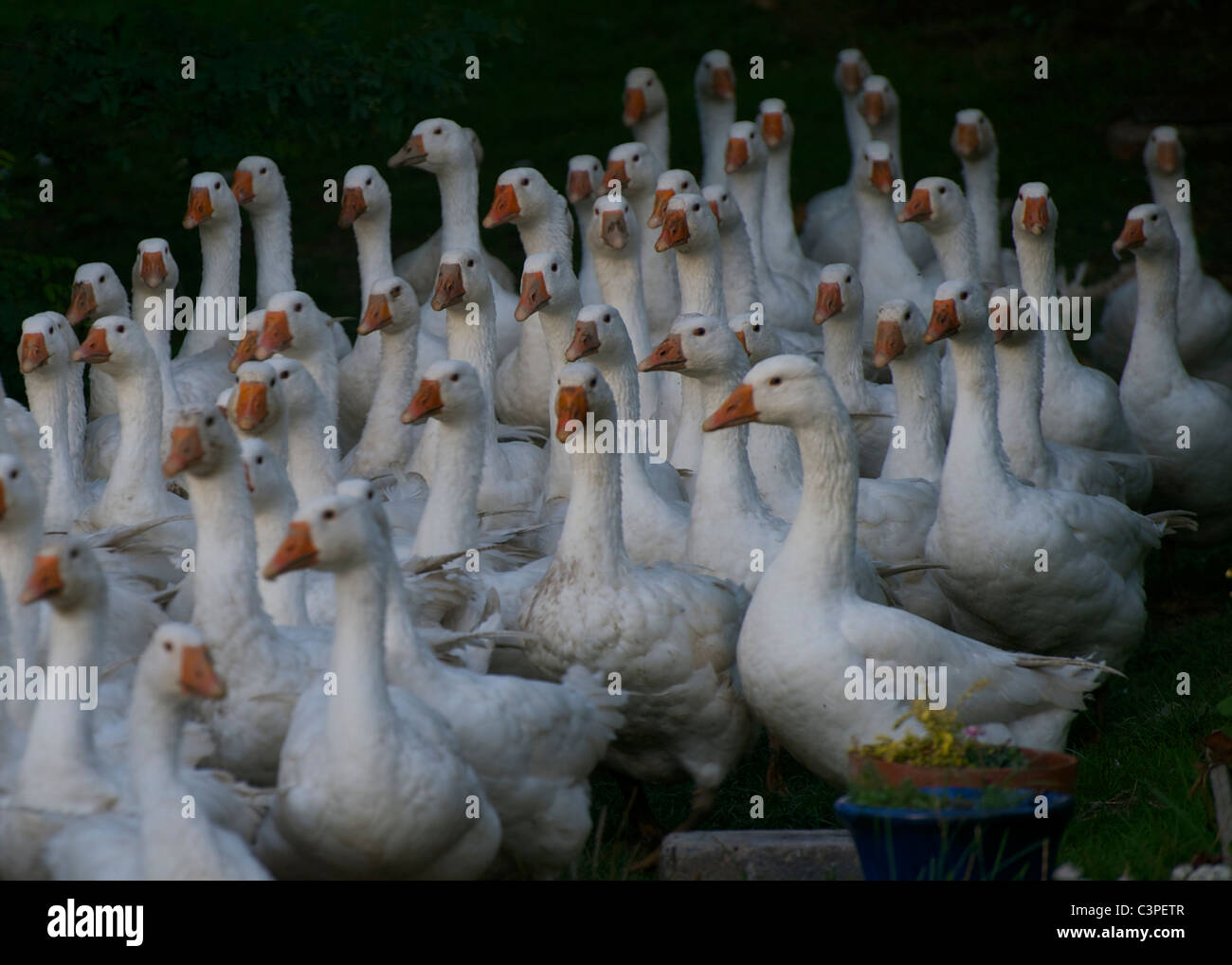 Gaggle of Embden geese returning to their barn at dusk Stock Photo - Alamy