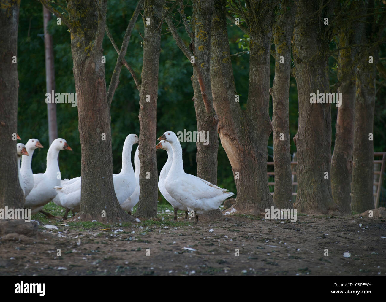 Emden geese hi-res stock photography and images - Alamy