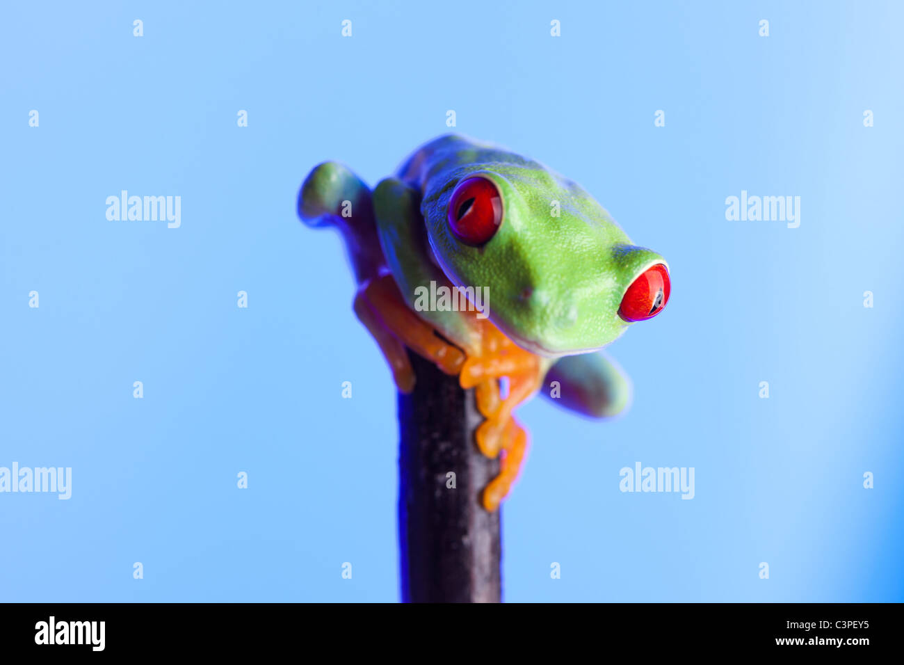 Green frog on plant. Blue background Stock Photo - Alamy