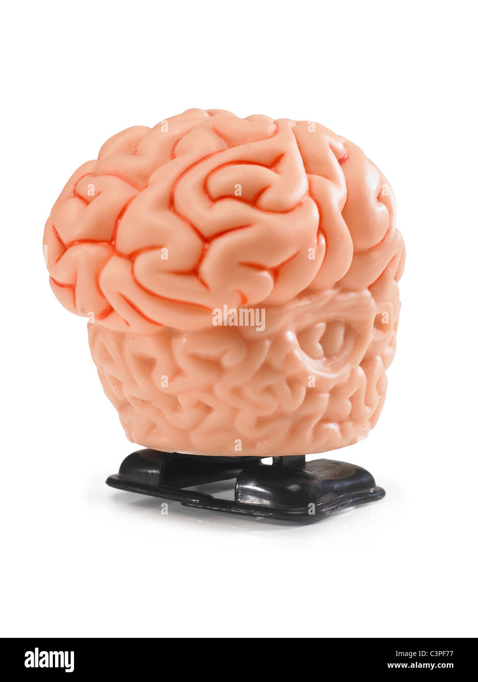 Human brain cut out hi-res stock photography and images - Alamy