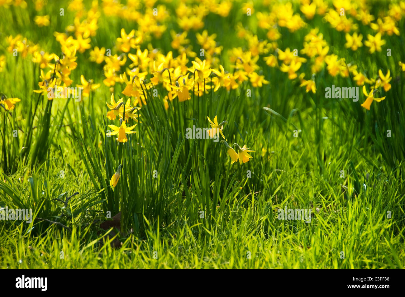 Daffodil with grass hi-res stock photography and images - Alamy