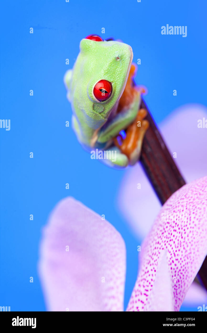 Green frog on plant. Blue background Stock Photo - Alamy