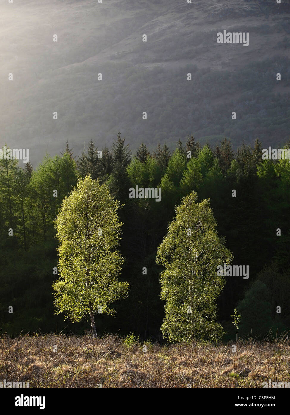 Conifer plantation hi-res stock photography and images - Alamy