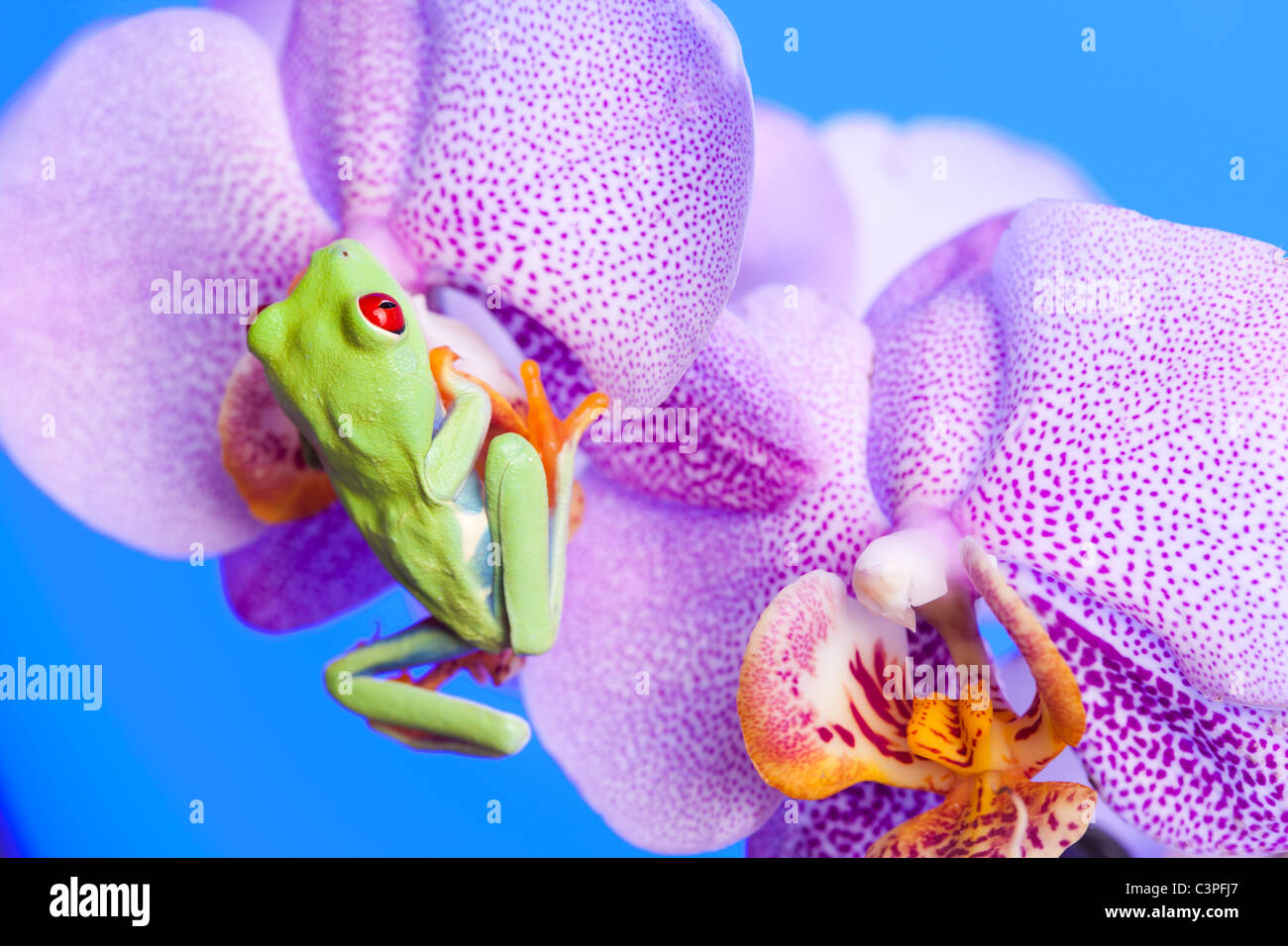 Green frog on plant. Blue background Stock Photo - Alamy