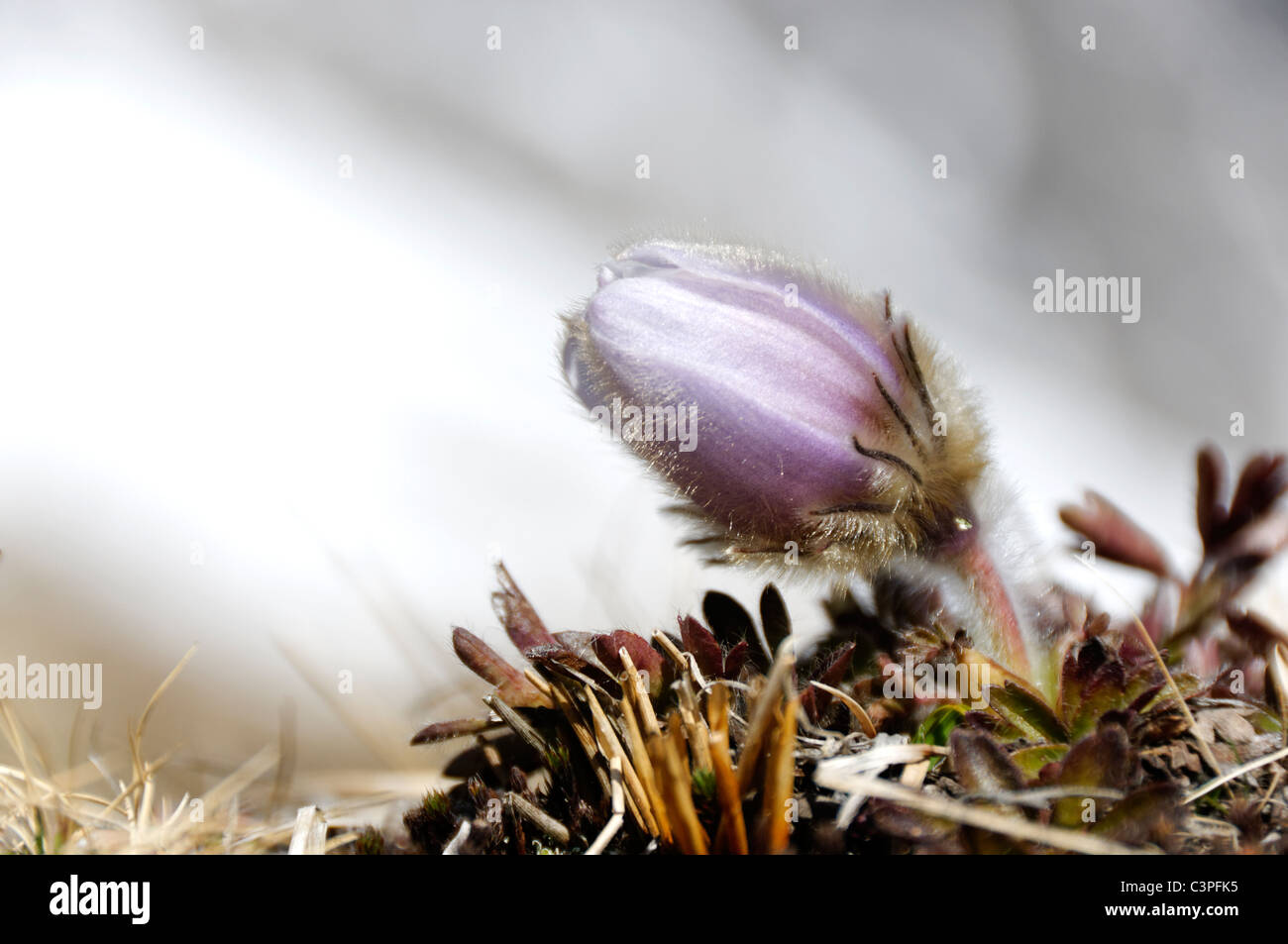 Spring paque flower hi-res stock photography and images - Alamy