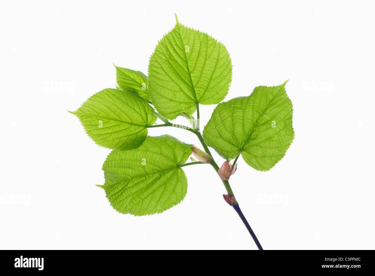 Leaf Tilia High Resolution Stock Photography and Images - Alamy