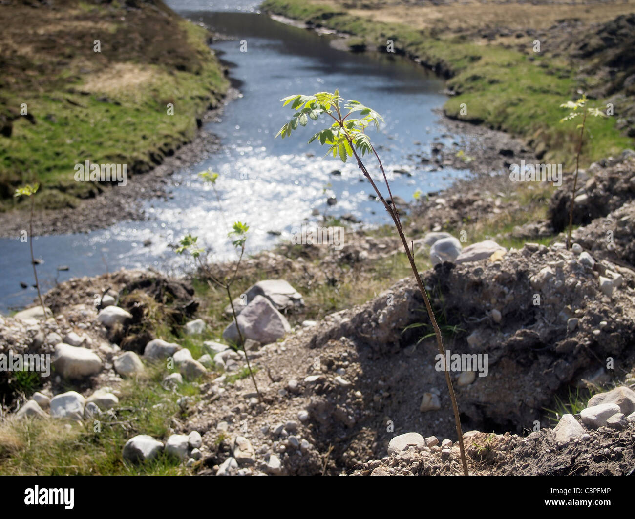 Scottish native tree hi-res stock photography and images - Alamy