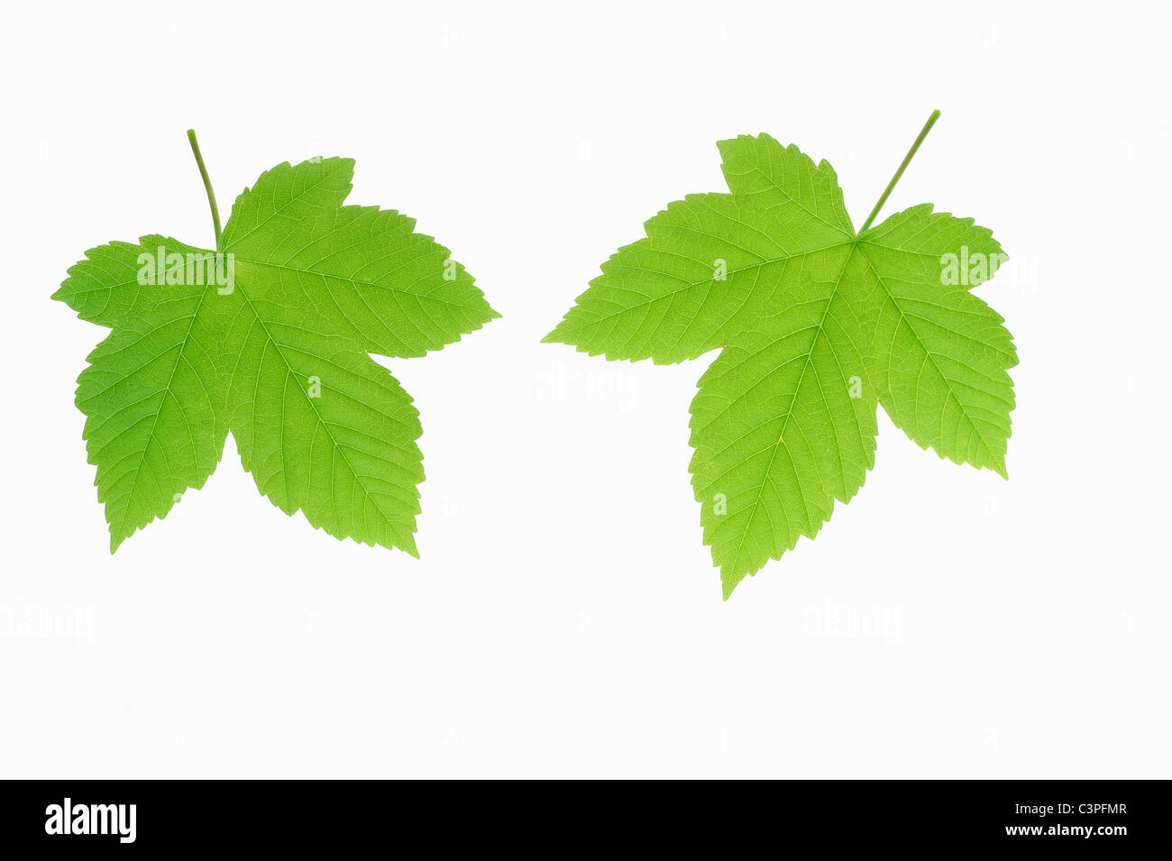 Sycamore Maple leaves (Acer pseudoplatanus), elevated view Stock Photo ...