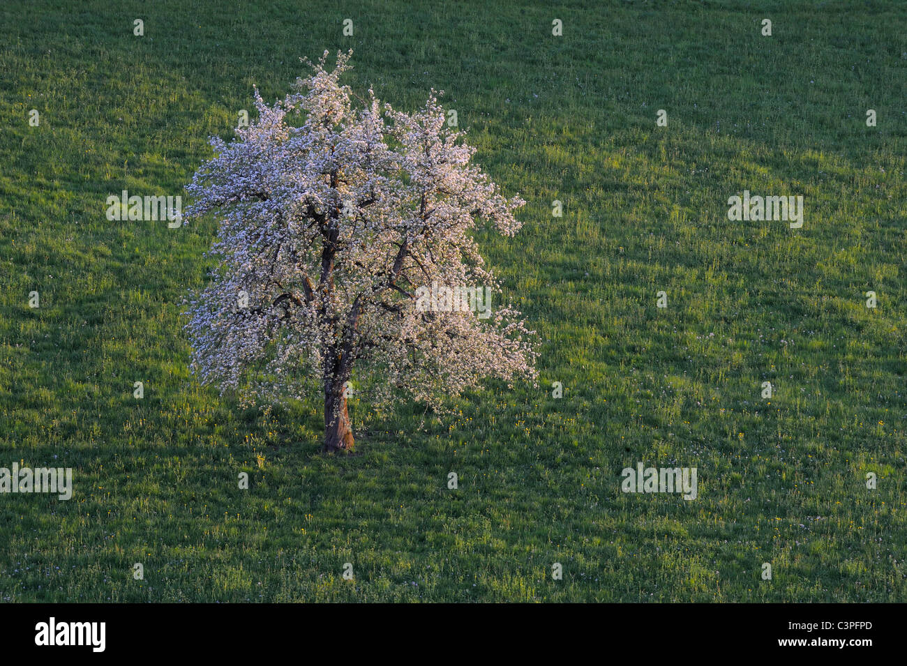 Switzerland, Zug, Pear tree in blossom in field at springtime, elevated ...