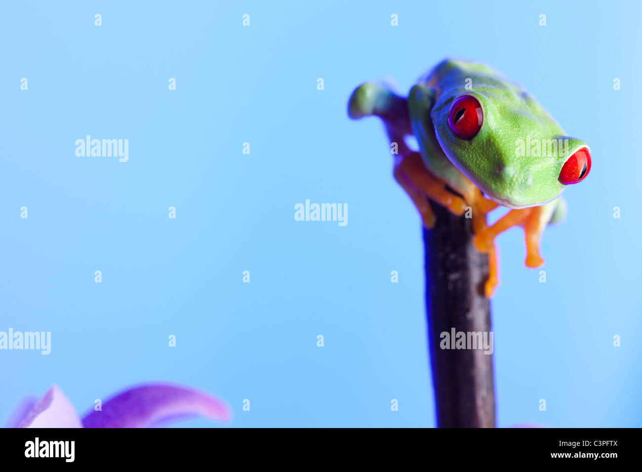 Green frog on plant. Blue background Stock Photo - Alamy