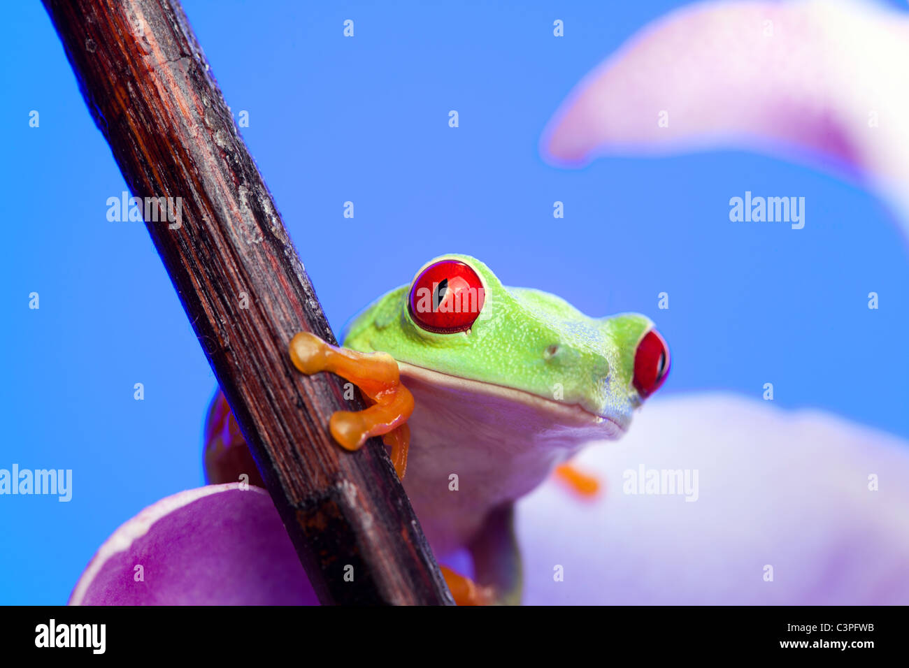 Green frog on plant. Blue background Stock Photo - Alamy