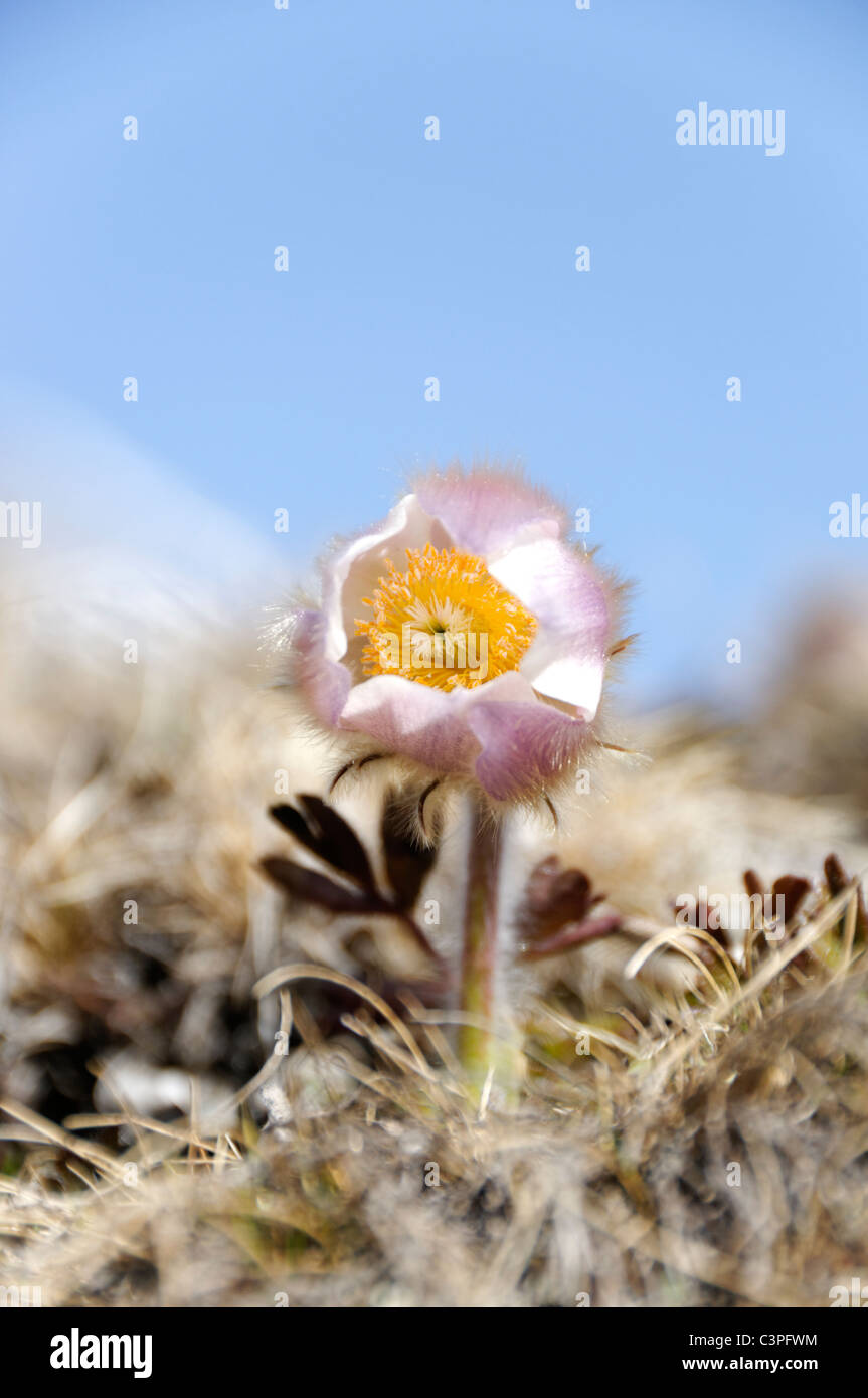 A Spring Pasque flower, growing in the Swiss alps Stock Photo - Alamy