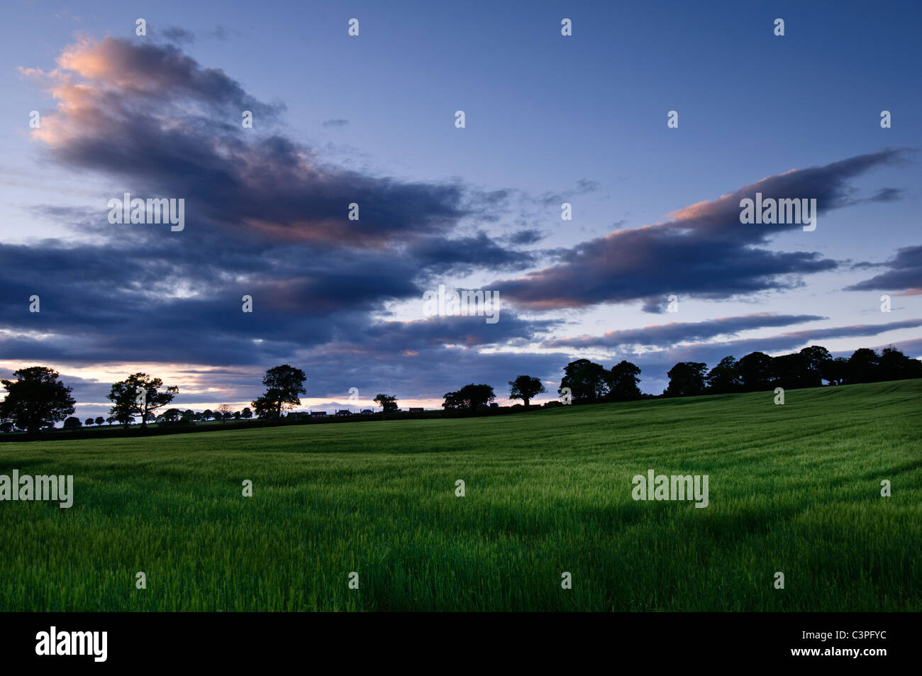 Barley field at dusk Stock Photo - Alamy