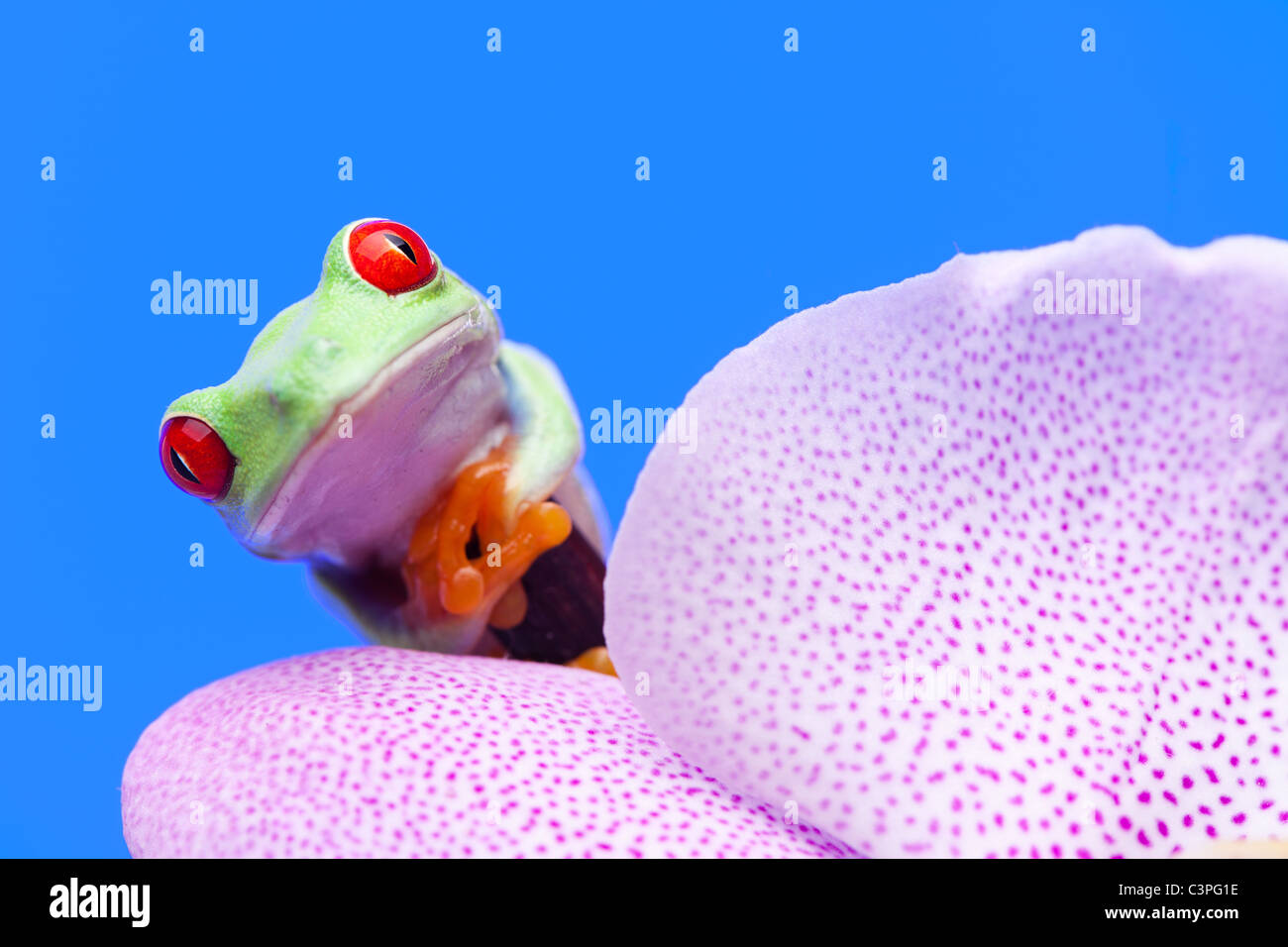 Green frog on plant. Blue background Stock Photo - Alamy
