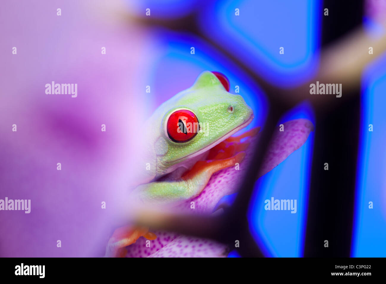 Green frog on plant. Blue background Stock Photo - Alamy