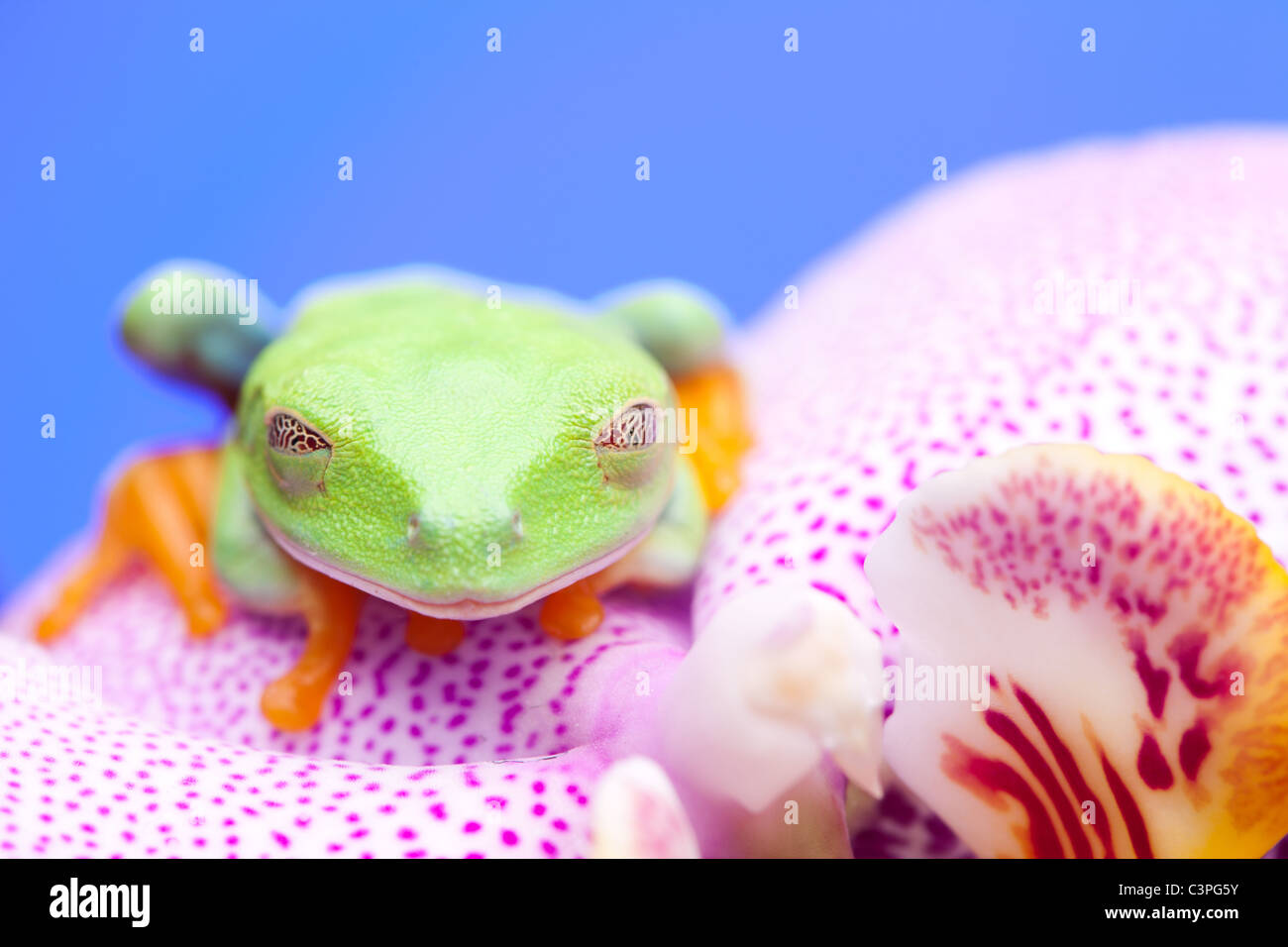 Green frog on plant. Blue background Stock Photo - Alamy