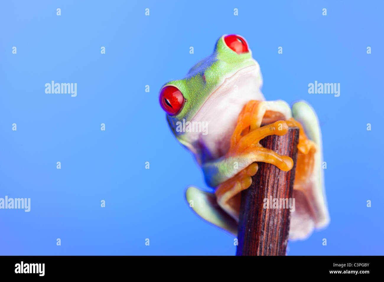 Green frog on plant. Blue background Stock Photo - Alamy