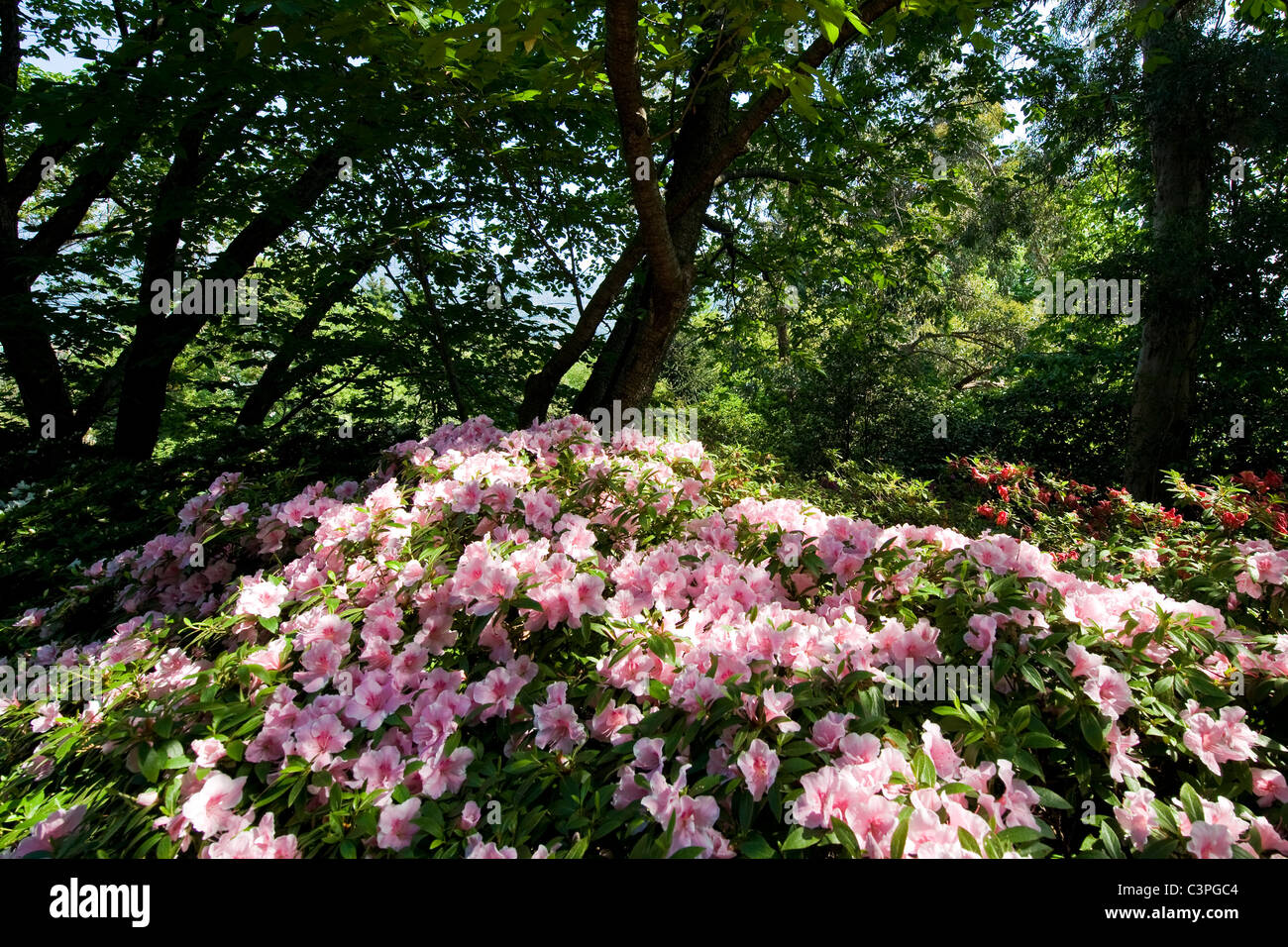 Azaleas, Villa Taranto, Pallanza, Italy Stock Photo - Alamy