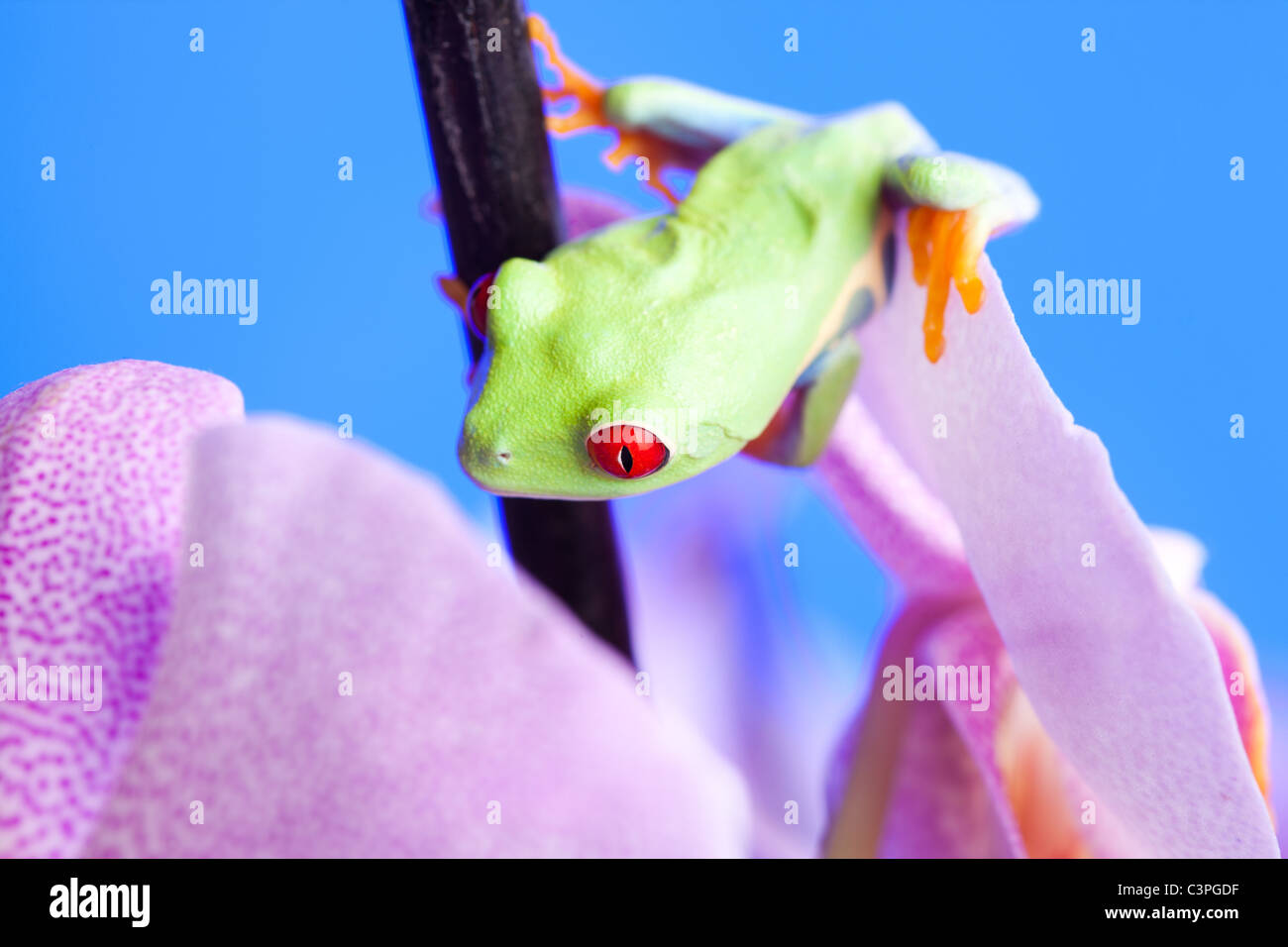 Green frog on plant. Blue background Stock Photo - Alamy
