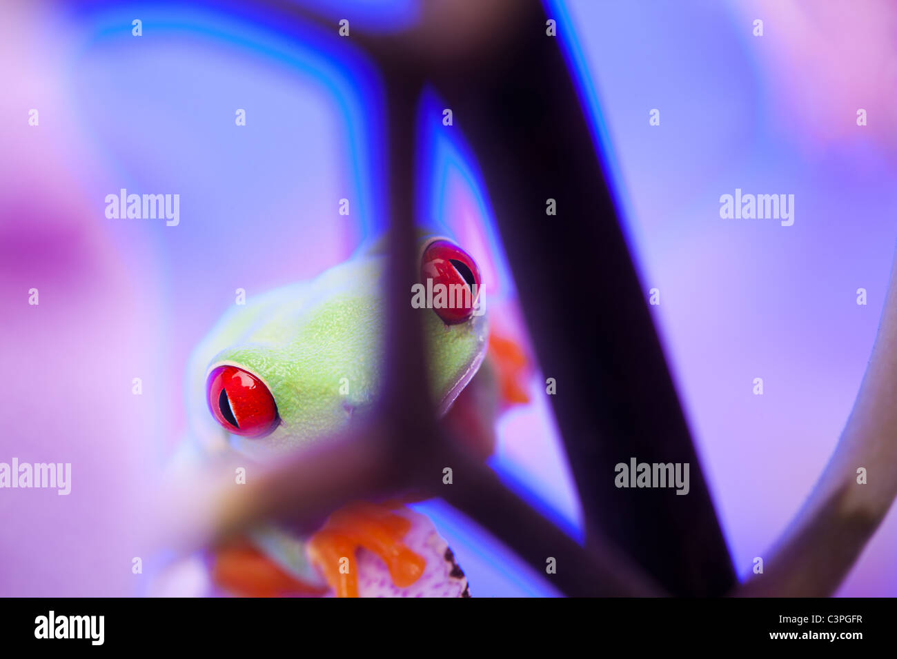 Green frog on plant. Blue background Stock Photo - Alamy
