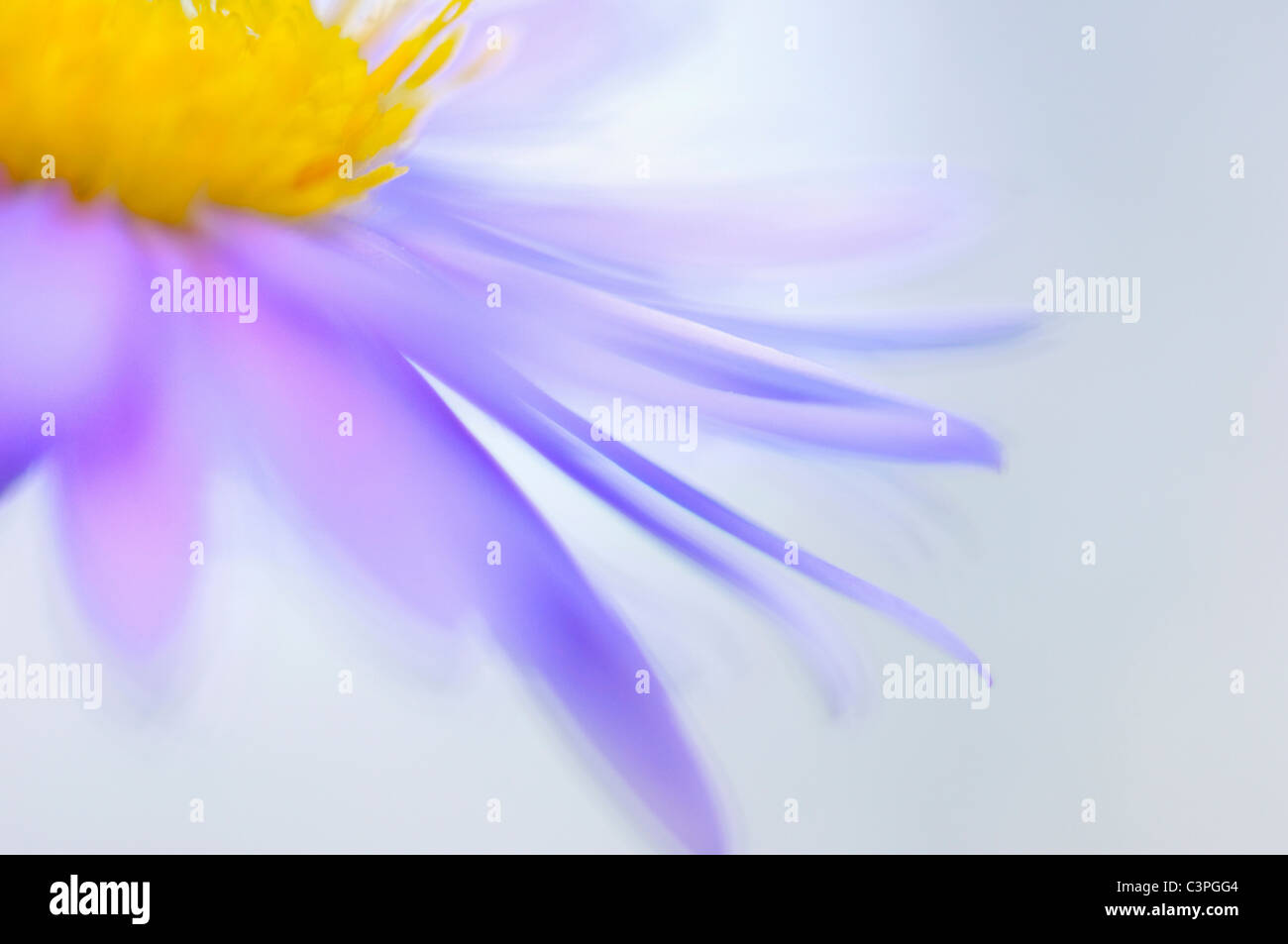 Germany, Aster, close-up Stock Photo - Alamy