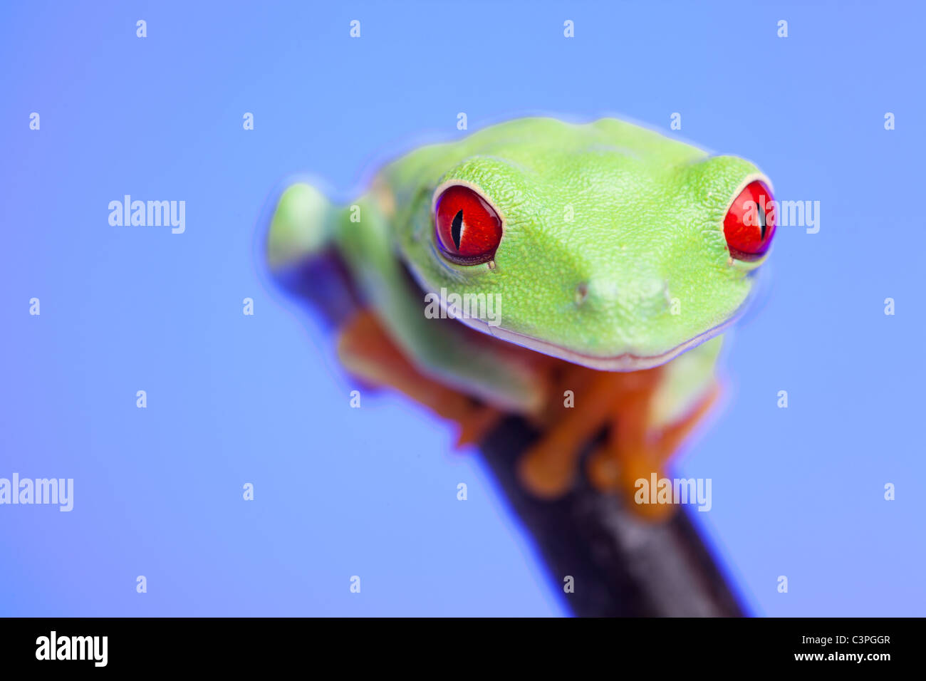 Green frog on plant. Blue background Stock Photo - Alamy