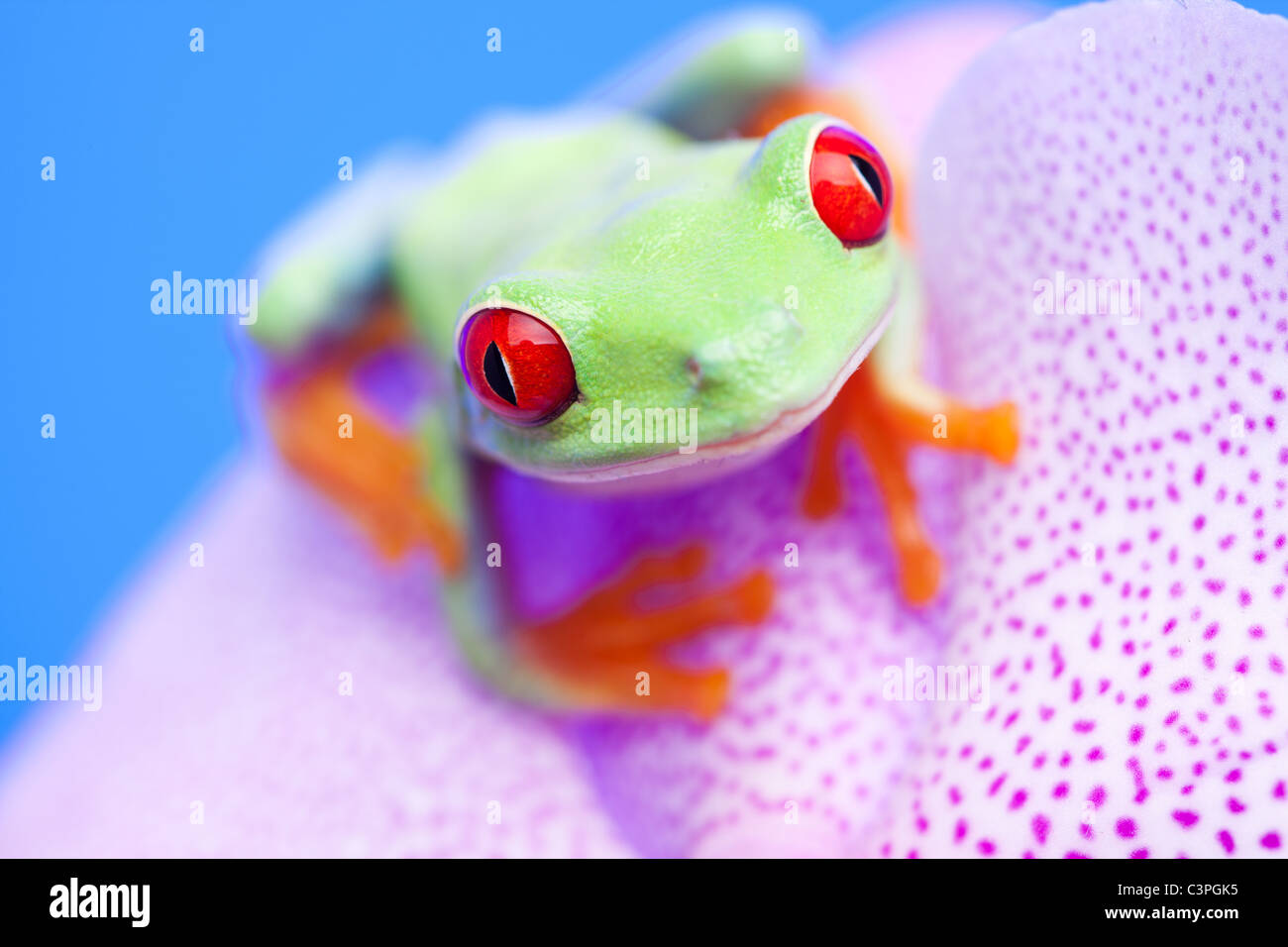 Green frog on plant. Blue background Stock Photo - Alamy