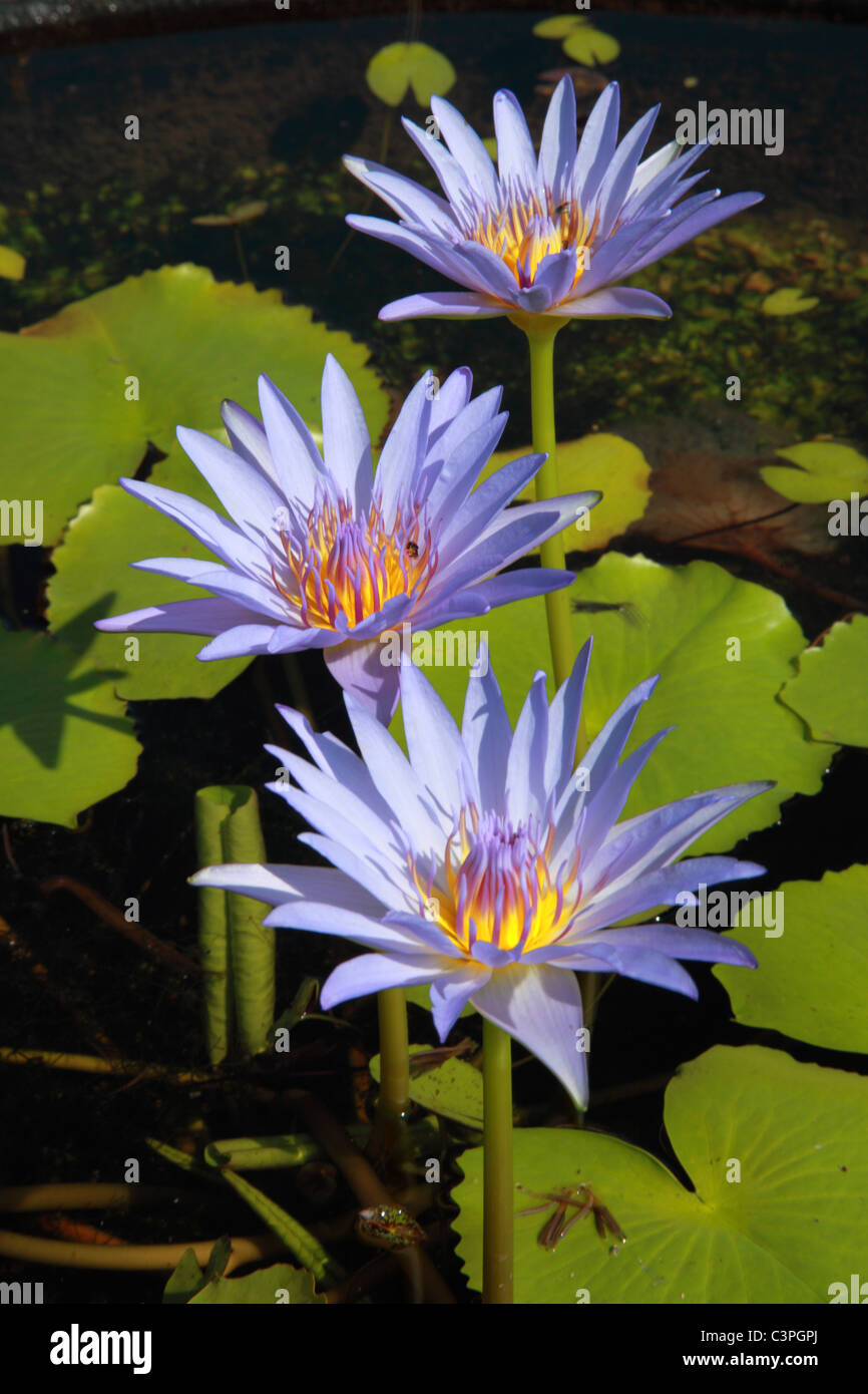 Green Waterlilies Stock Photos & Green Waterlilies Stock Images - Alamy