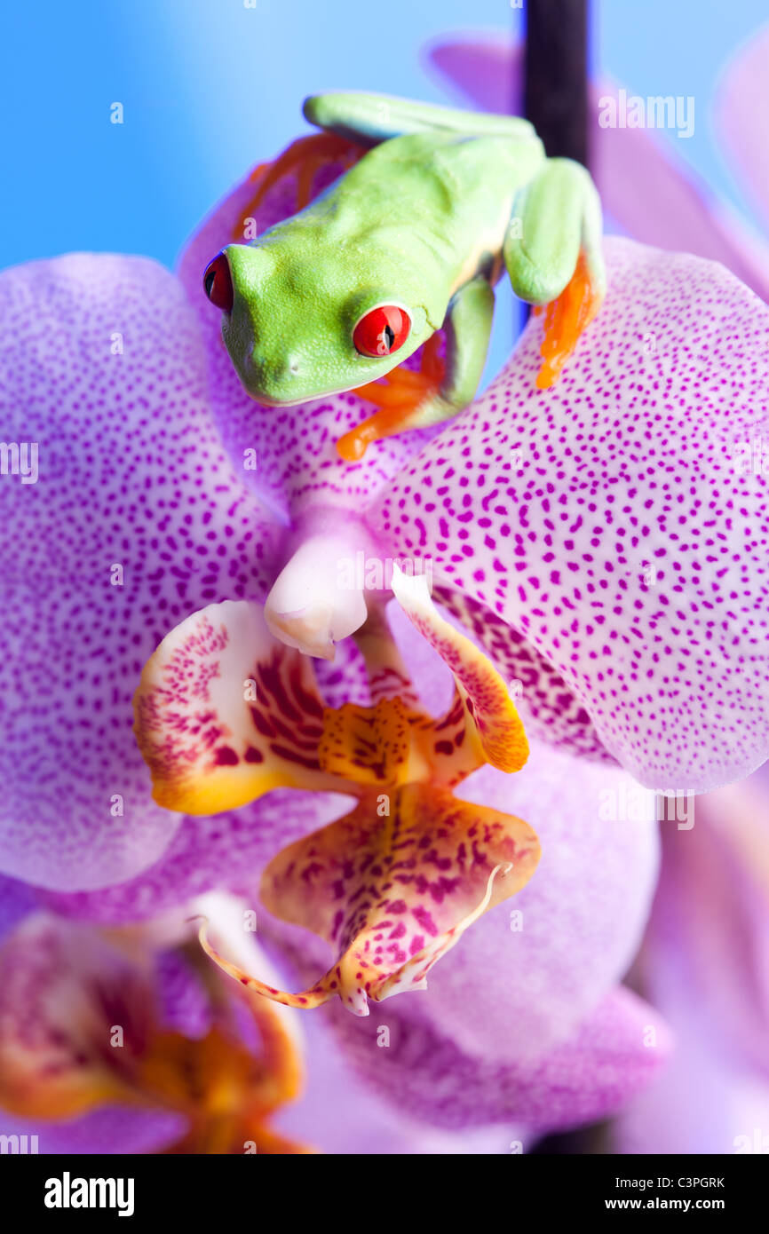Green frog on plant. Blue background Stock Photo - Alamy