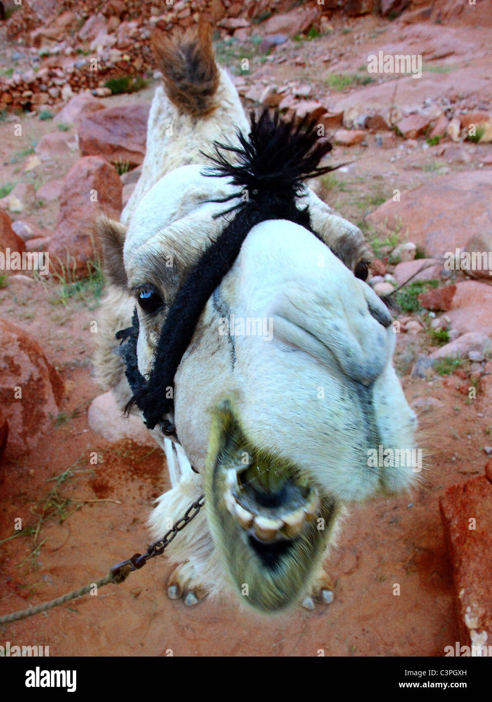 Funny camel face hi-res stock photography and images - Alamy