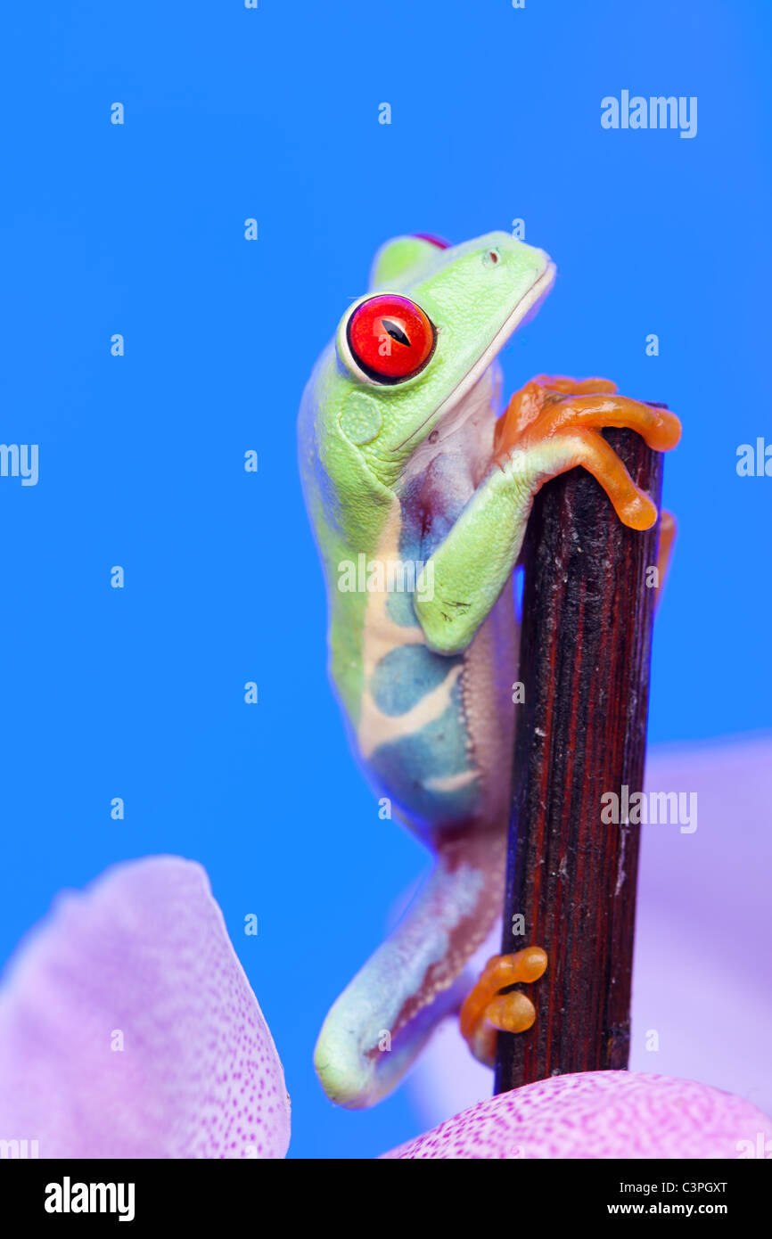 Green frog on plant. Blue background Stock Photo - Alamy