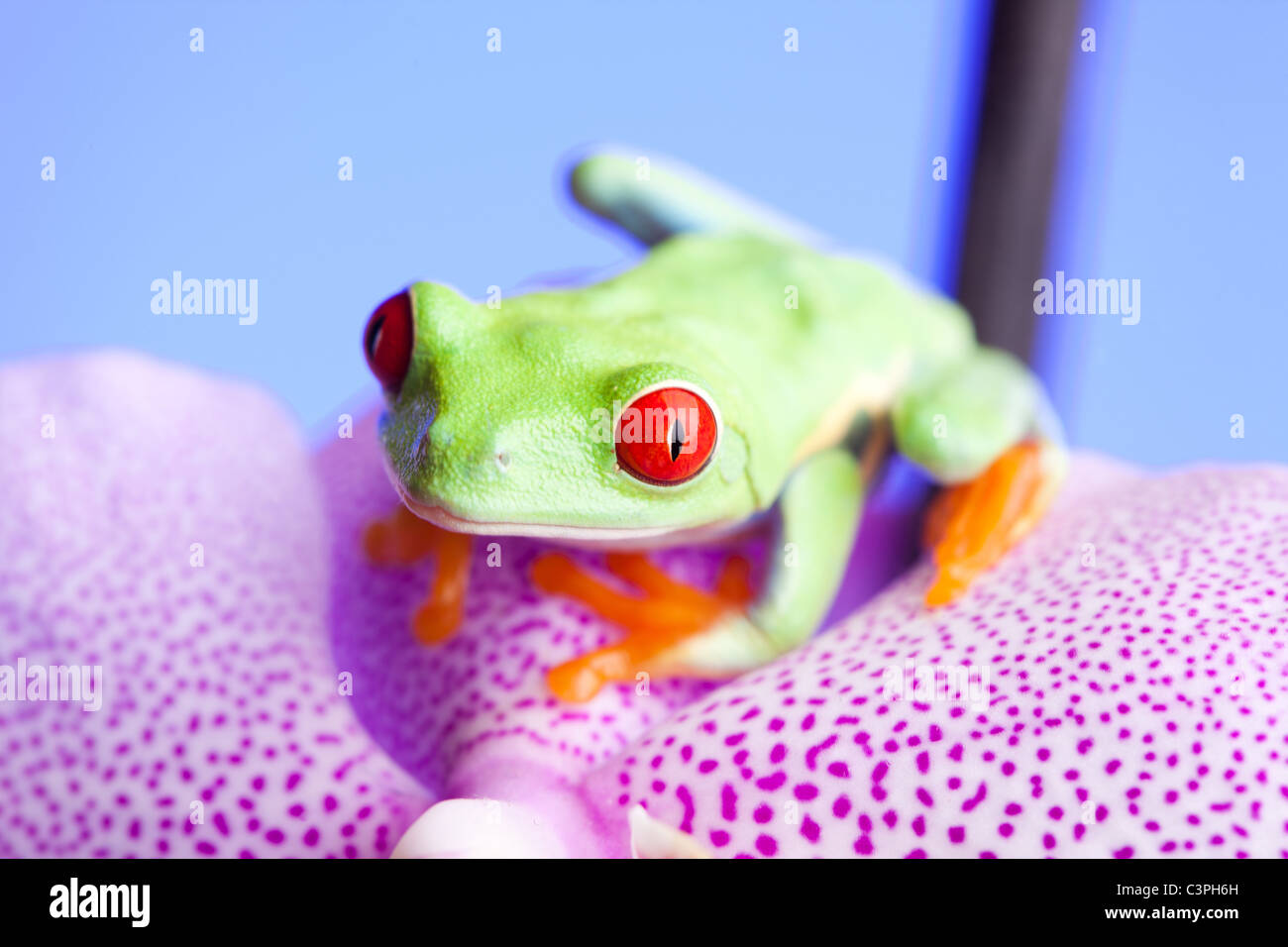 Green frog on plant. Blue background Stock Photo - Alamy