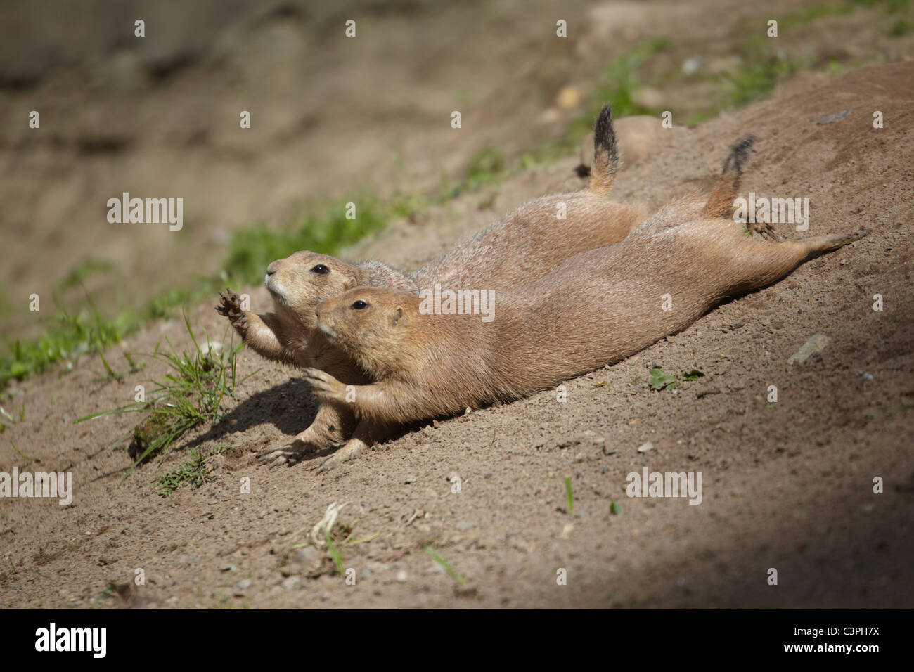 Two prairie dogs, side view Stock Photo - Alamy