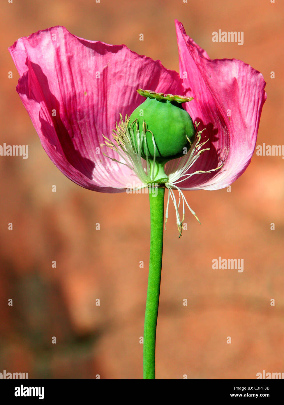 Poppy stigma hi-res stock photography and images - Alamy