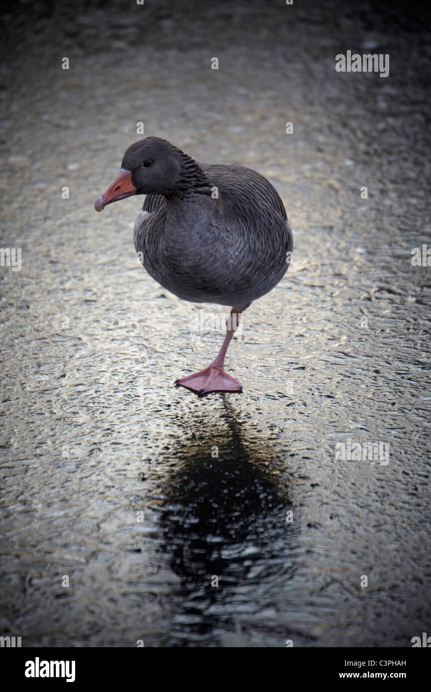 Germany, Hamburg, Grey goose Stock Photo - Alamy