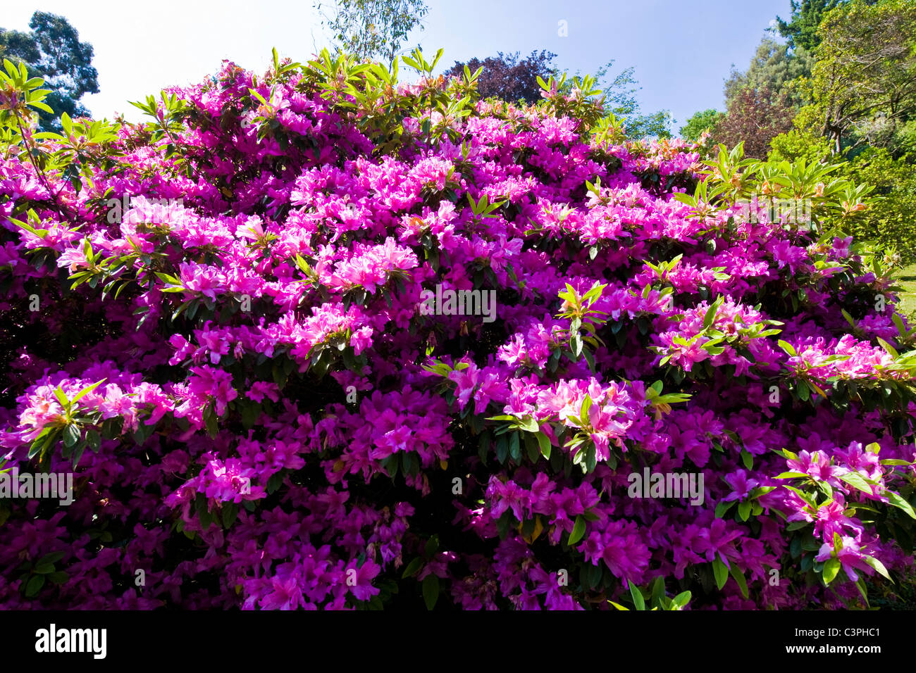 Kurume azaleas hi-res stock photography and images - Alamy