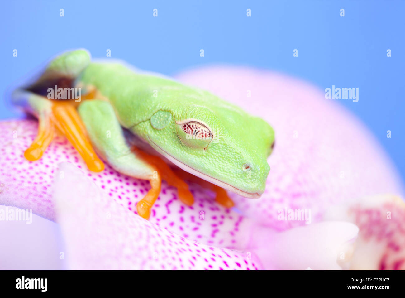 Green frog on plant. Blue background Stock Photo - Alamy