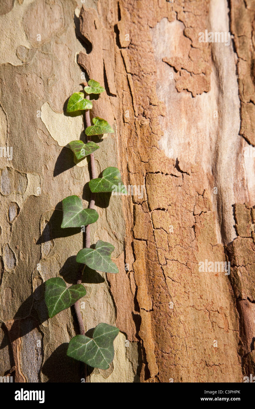 Ivy (Hedera helix ) growing on sycamore tree (Platanus), close-up Stock ...
