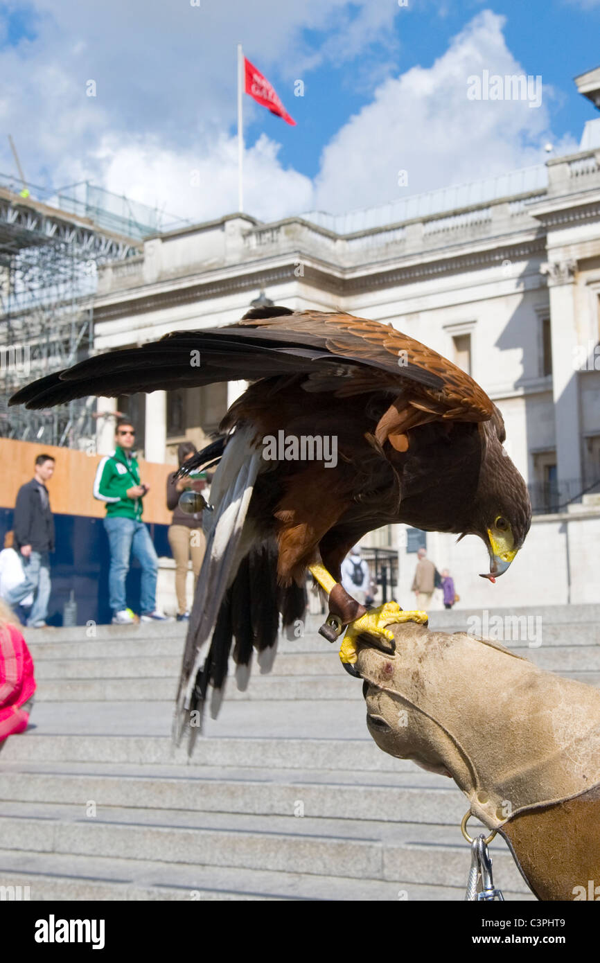 Trafalgar square hawk hi-res stock photography and images - Alamy