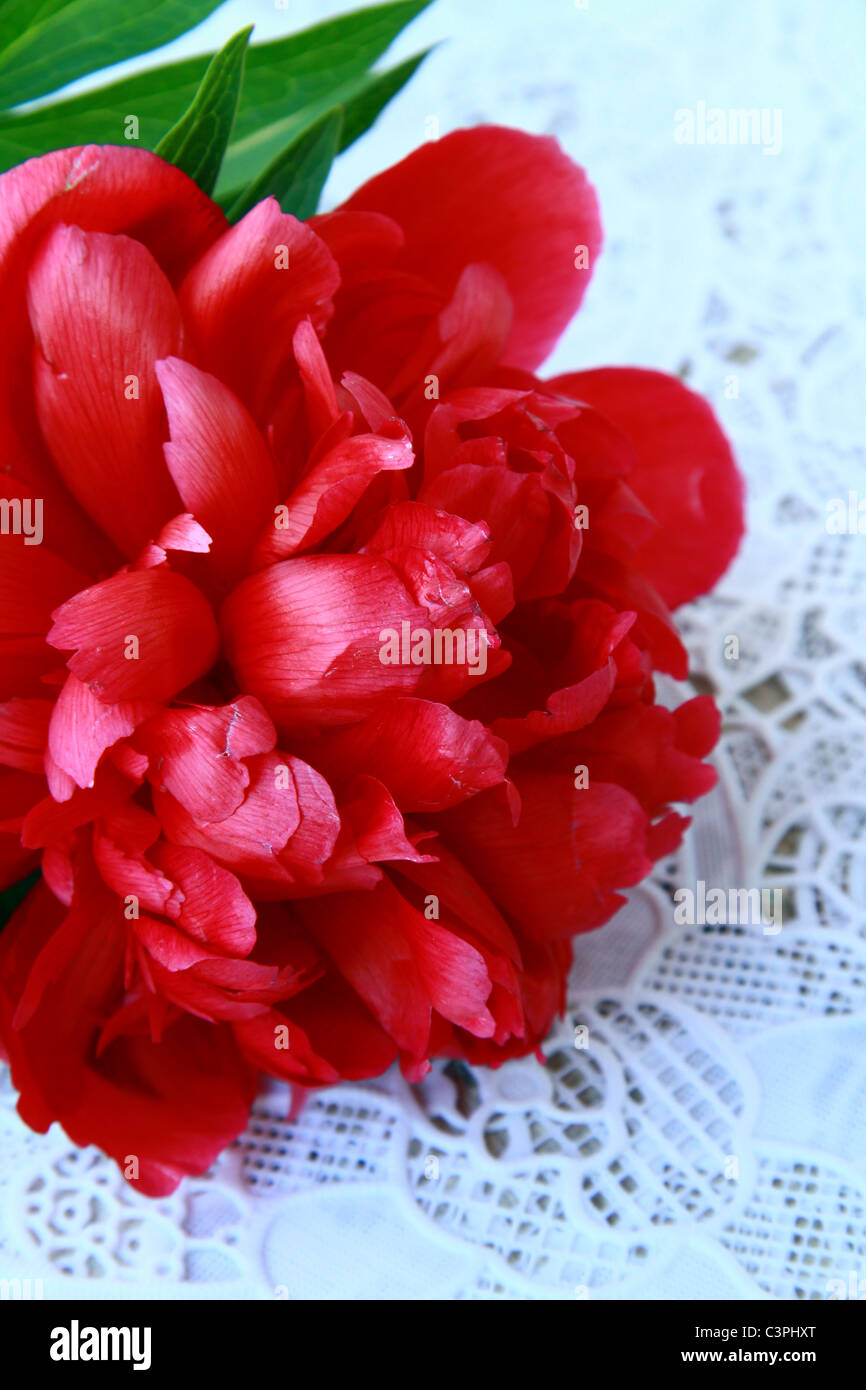 burgundy peony flower with green leaves Stock Photo - Alamy