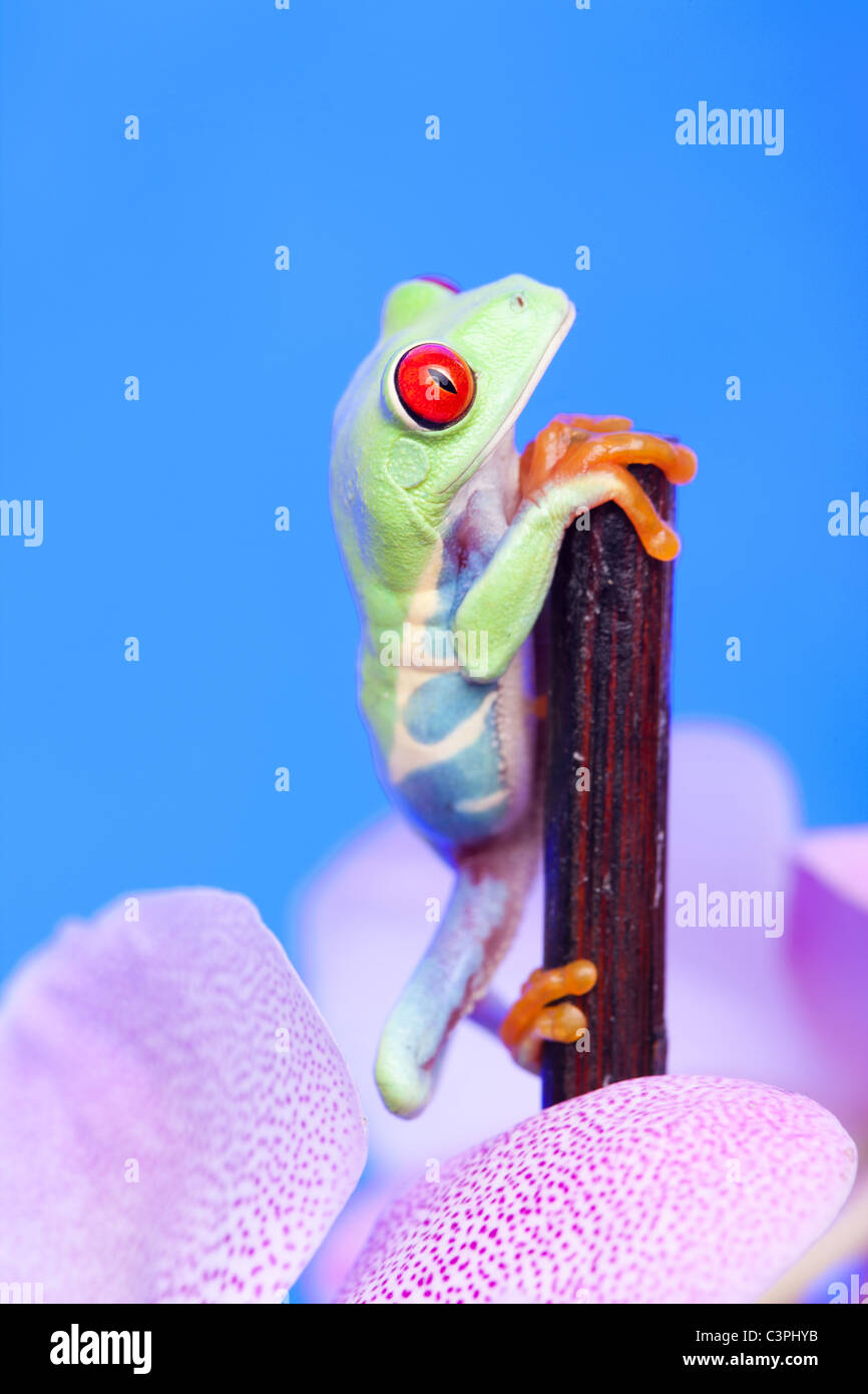 Green frog on plant. Blue background Stock Photo - Alamy