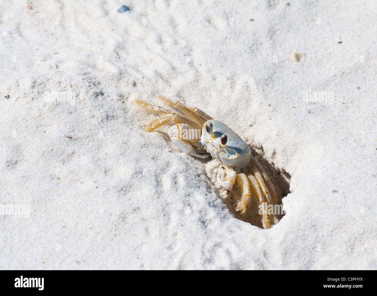 Burrowing crab hi-res stock photography and images - Alamy
