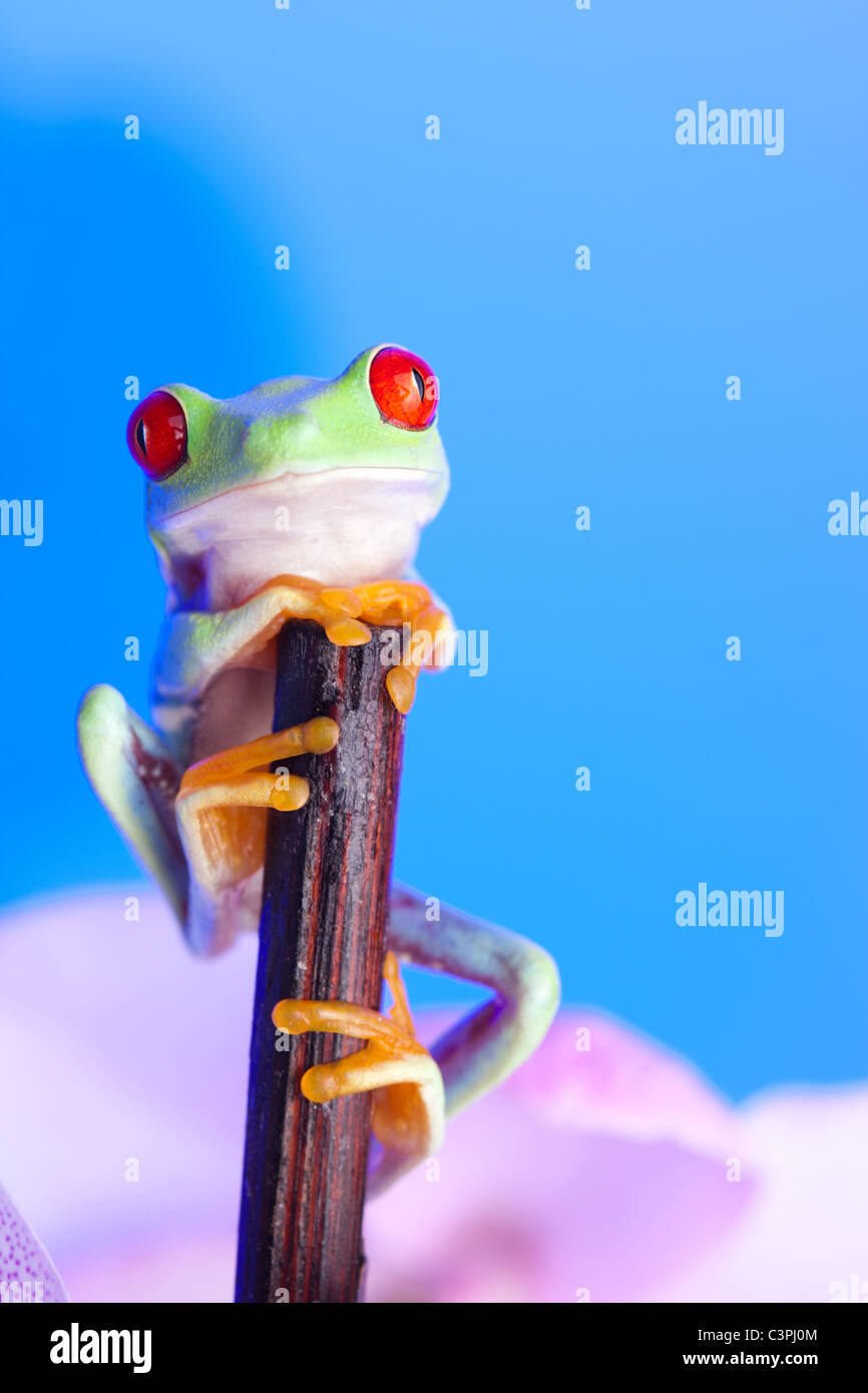 Green frog on plant. Blue background Stock Photo - Alamy