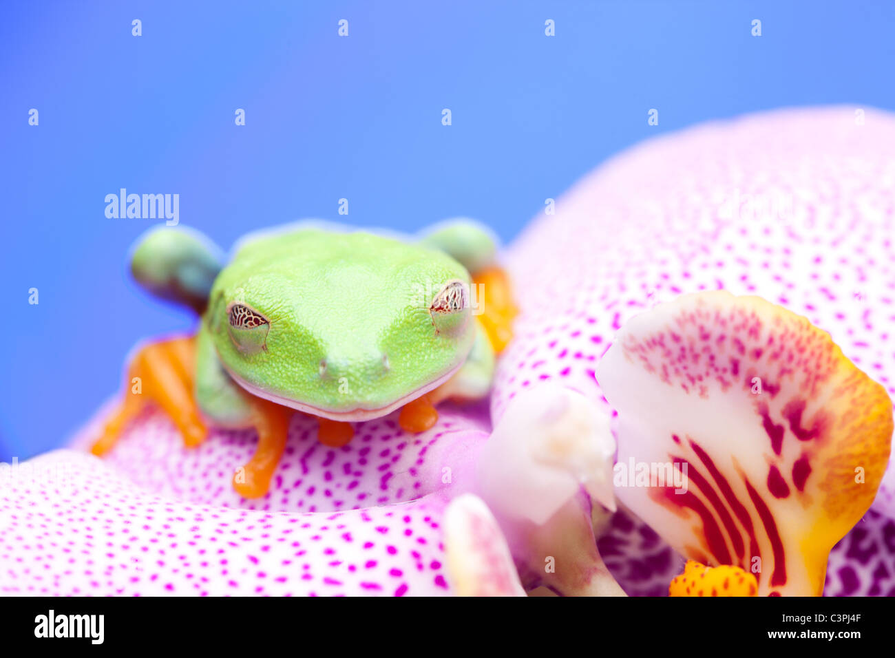 Green frog on plant. Blue background Stock Photo - Alamy