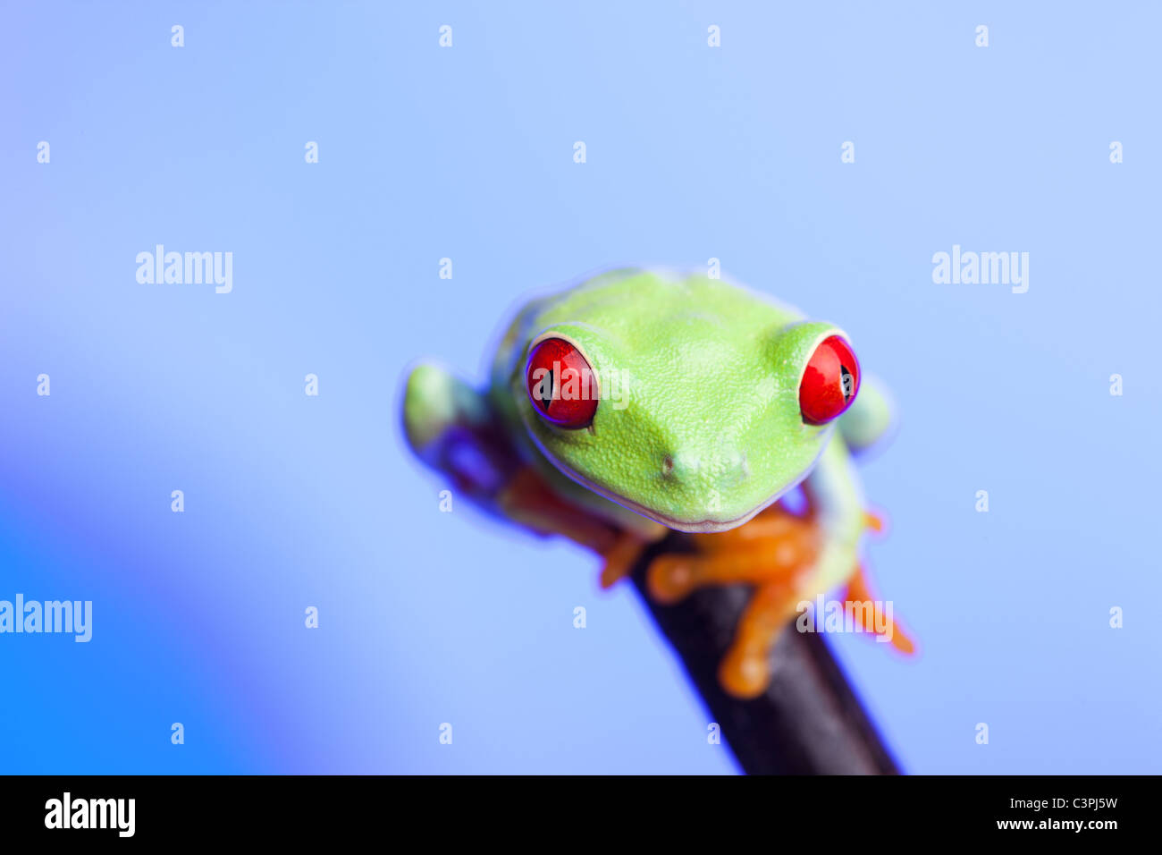 Green frog on plant. Blue background Stock Photo - Alamy
