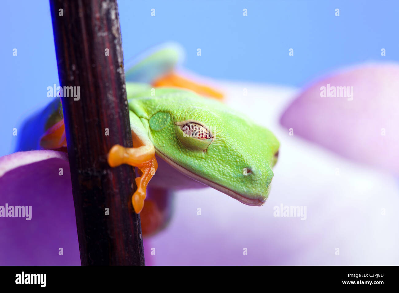Green frog on plant. Blue background Stock Photo - Alamy