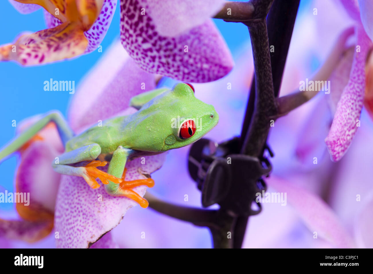 Green frog on plant. Blue background Stock Photo - Alamy
